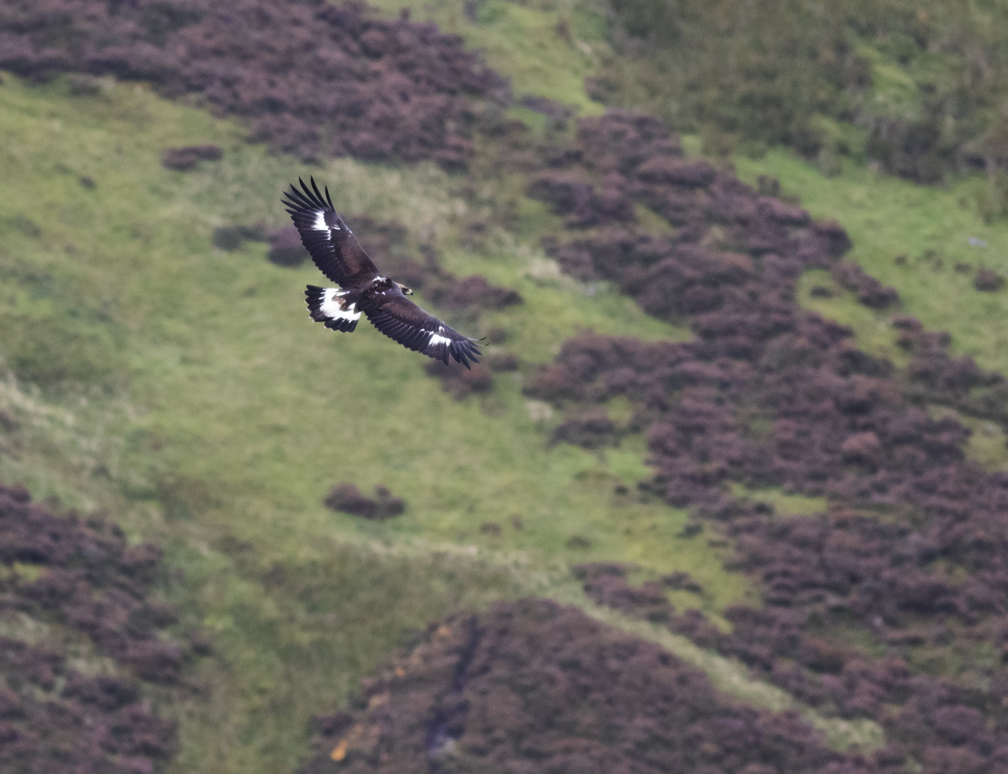 Golden eagle numbers soar to new heights in conservation project | The ...
