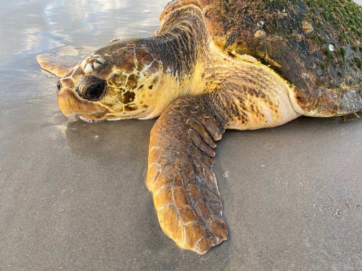 ‘Record number’ of sea turtles found stranded in Texas this year | The ...