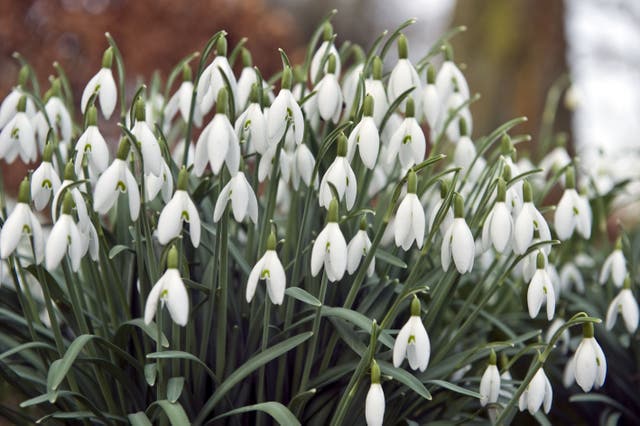 The best forests and gardens in the UK to see spring flowers | The ...
