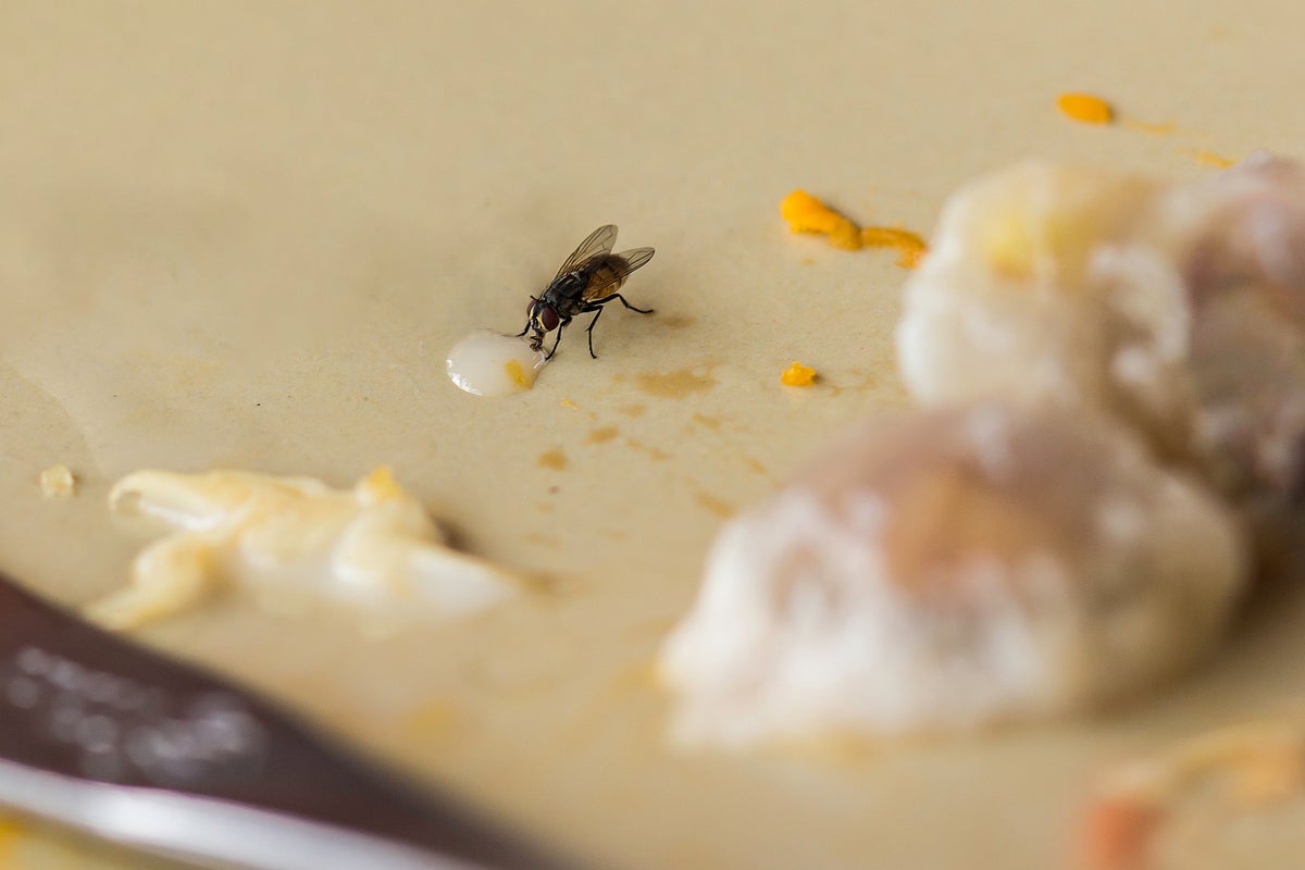 Scientists say fly vomit may pose greater risk to humans than insect ...