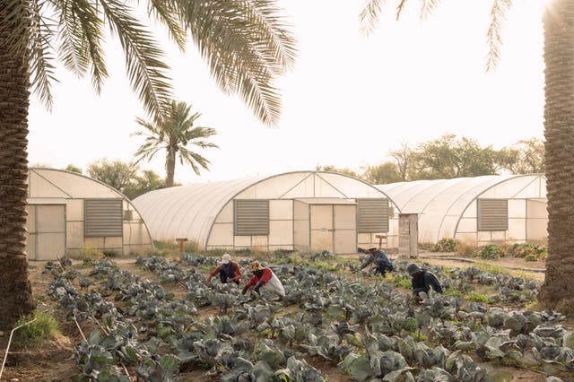 Desert farming: learning how to grow crops in a severe climate | The ...