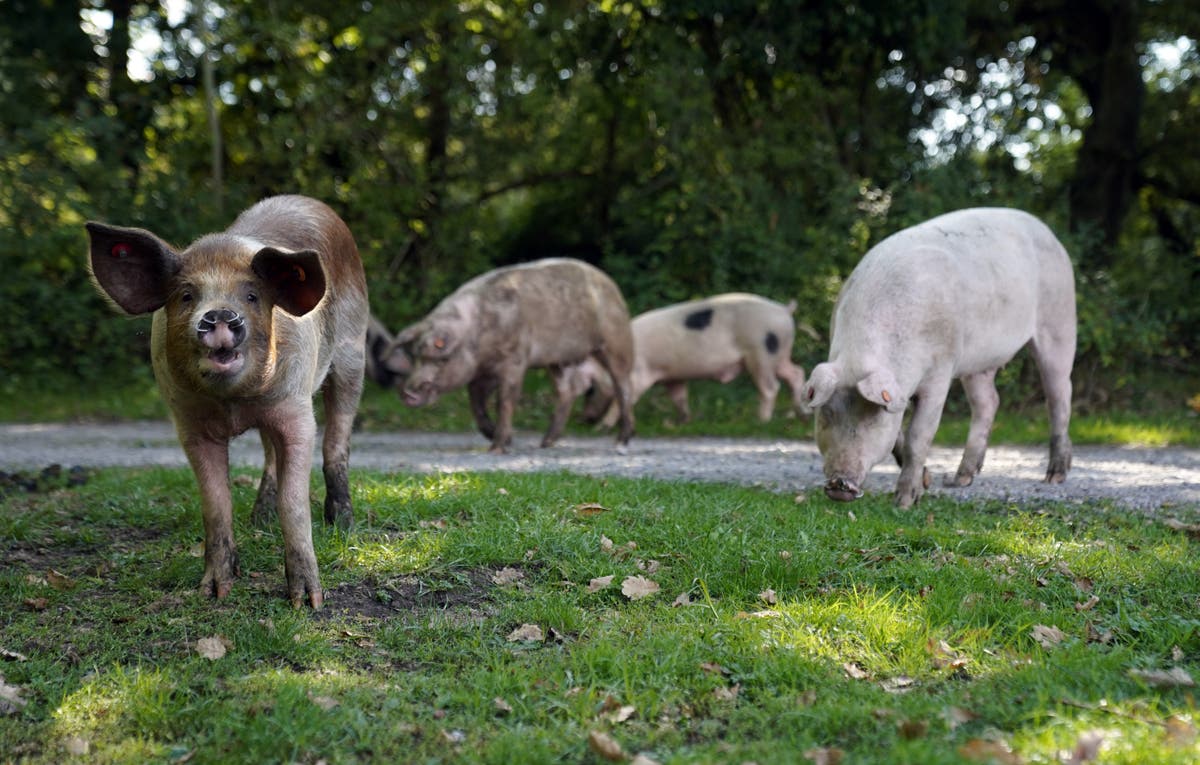 End To EU Laws Mini budget And Farming Review An attack On Nature End To EU Laws Mini budget And Farming Review An attack On Nature