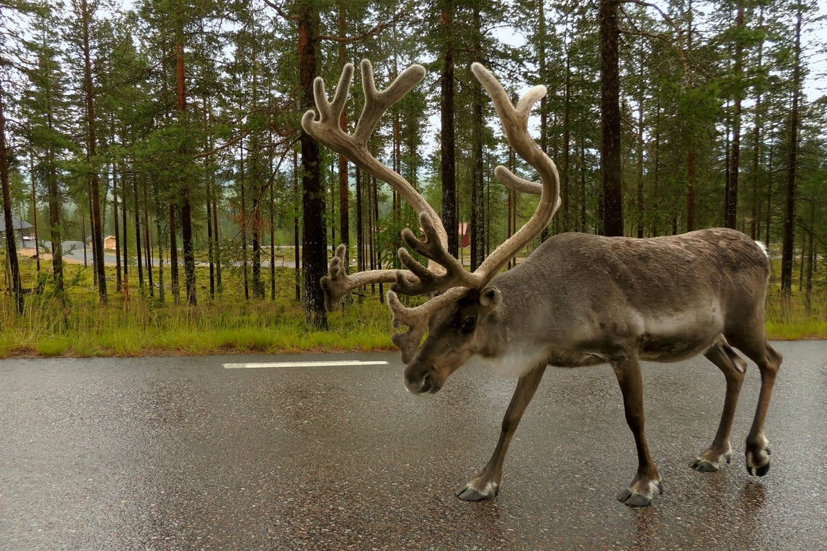 Just 4% of Scandinavian reindeer grazing land is free from human ...