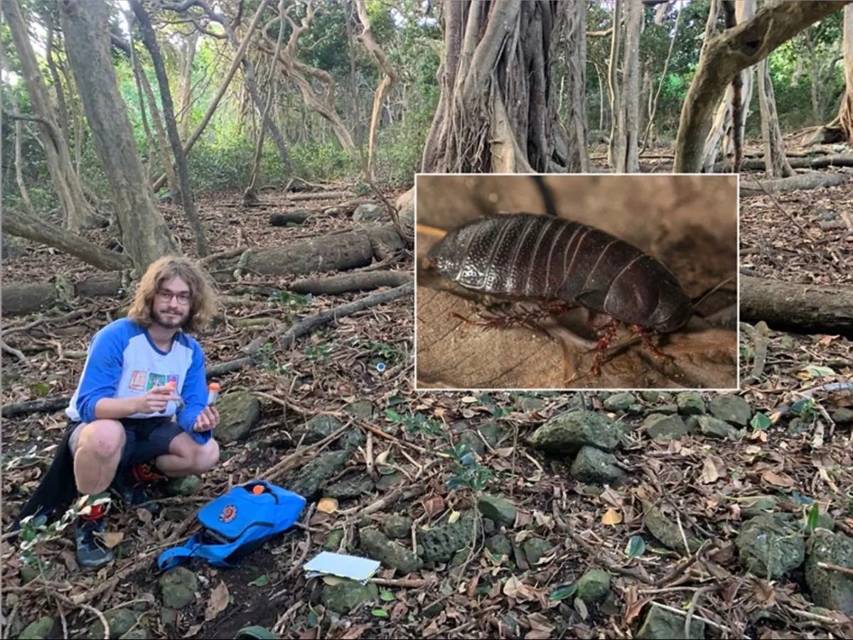 ‘Extinct’ cockroach rediscovered after 80 years | The Independent