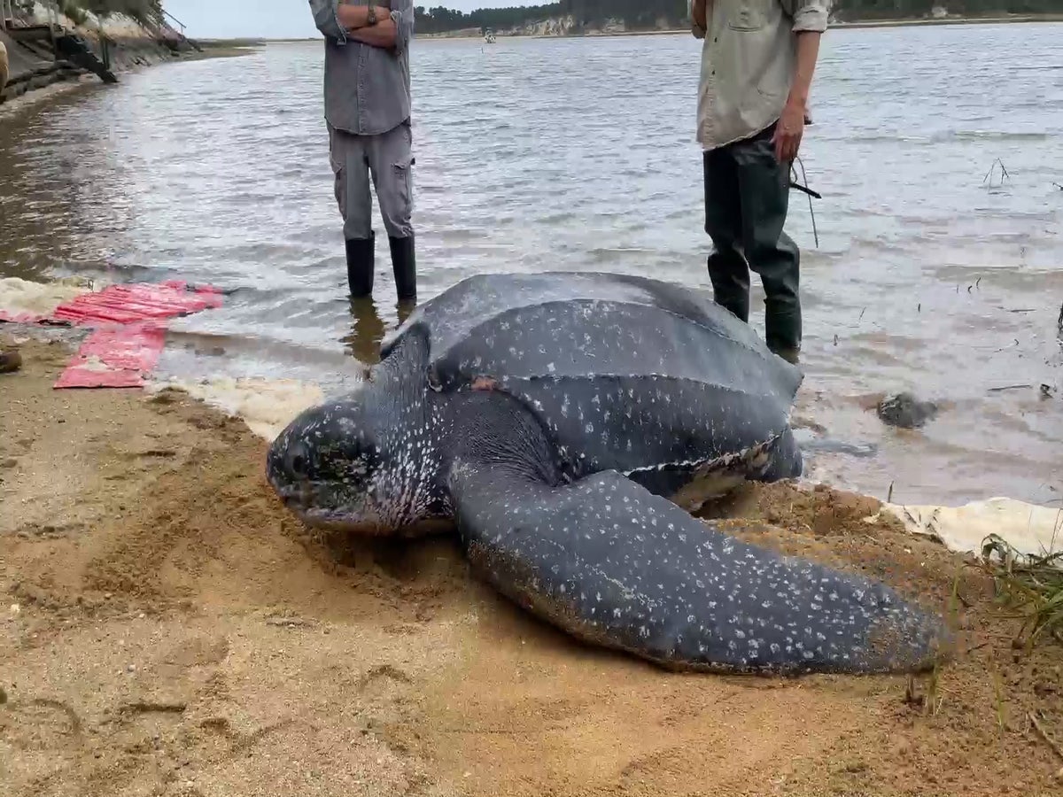 The Biggest Turtle In The World 2022