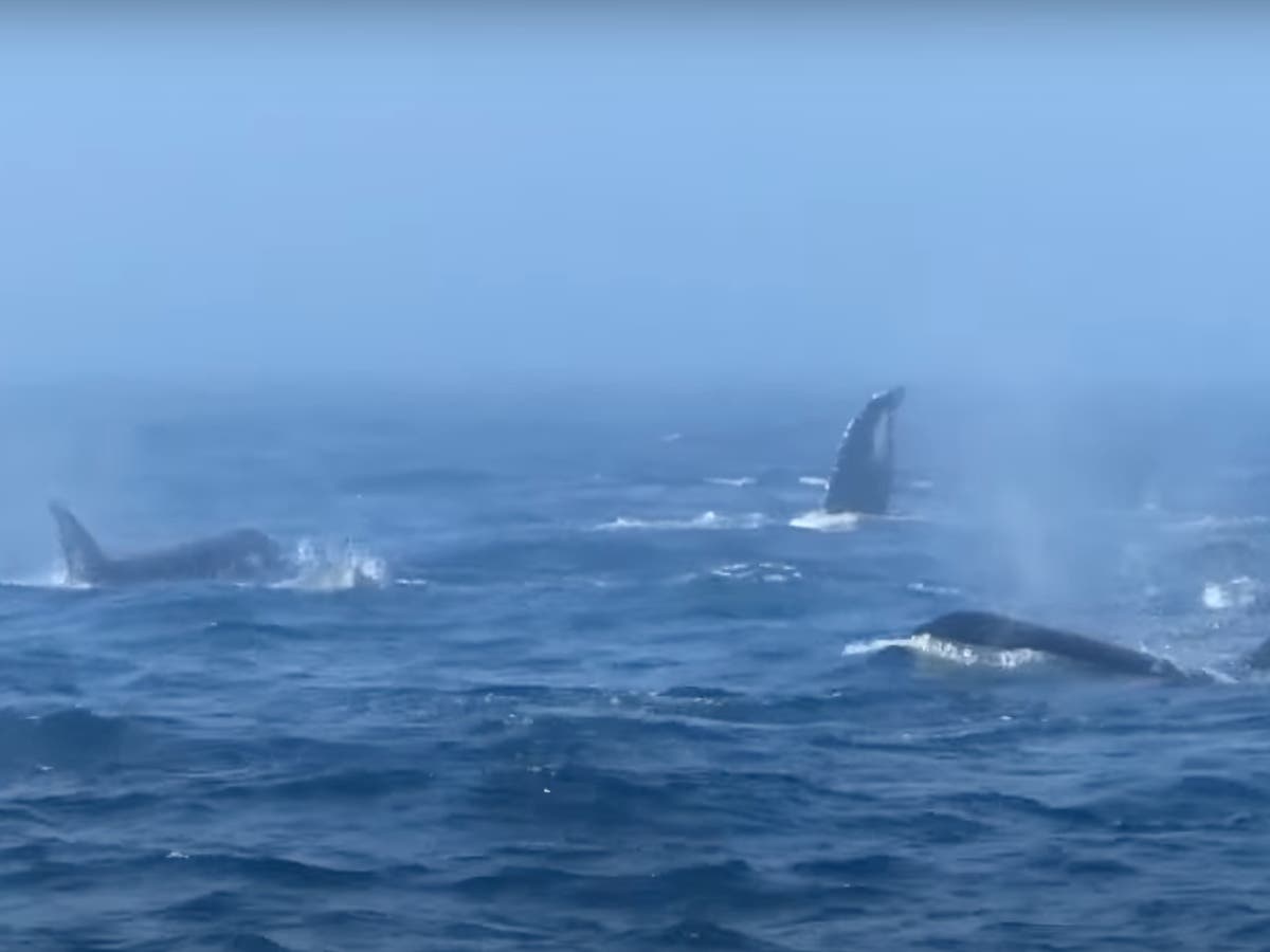 Orcas attack humpback whales in sea battle off Washington coast | The ...