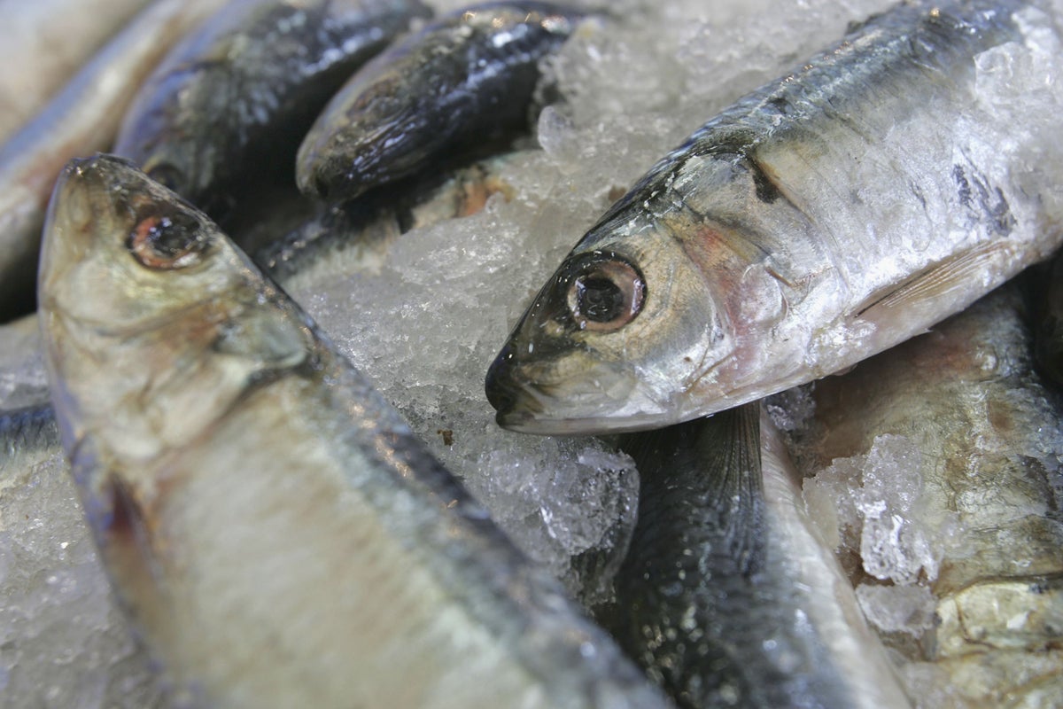 How eating oily fish could impact your brain health, according to ...