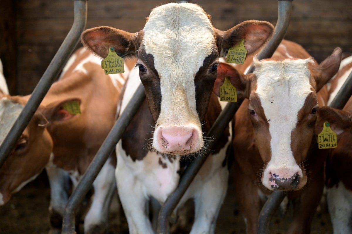 New Zealand to tax cow flatulence and sheep pee in world-first climate ...