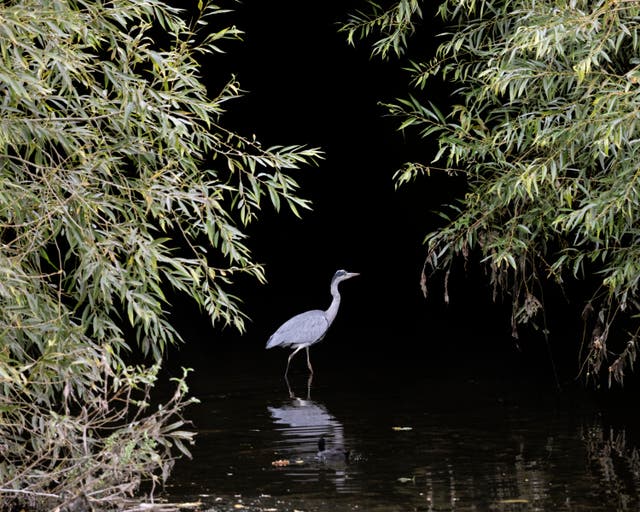 Hackney Marshes photographer celebrates London’s untamed wilderness ...