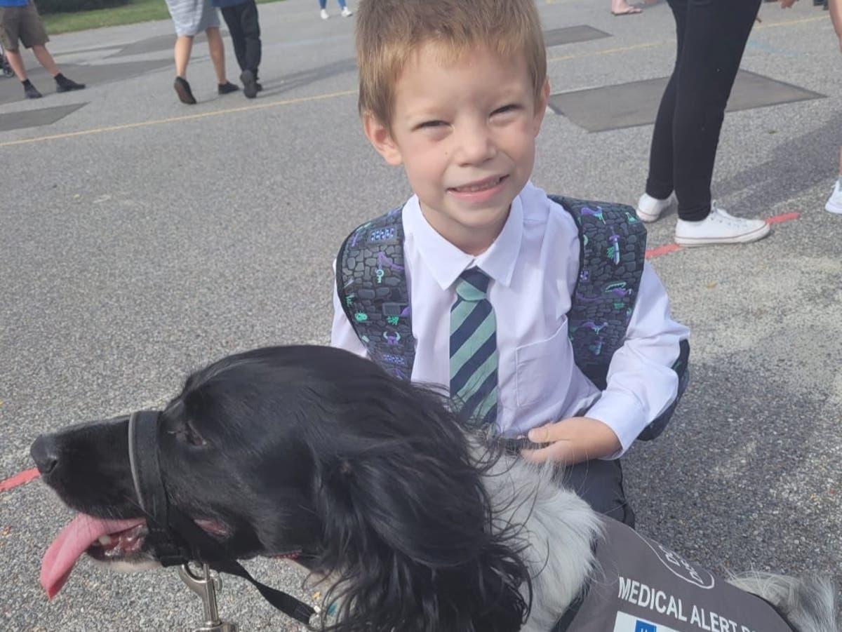 Diabetes-sniffing dog saves boy’s life by detecting low blood sugar ...