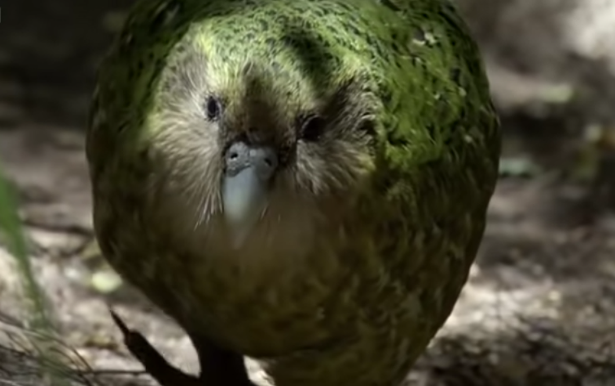 Fat and flightless parrot species barred from New Zealand’s bird of the ...