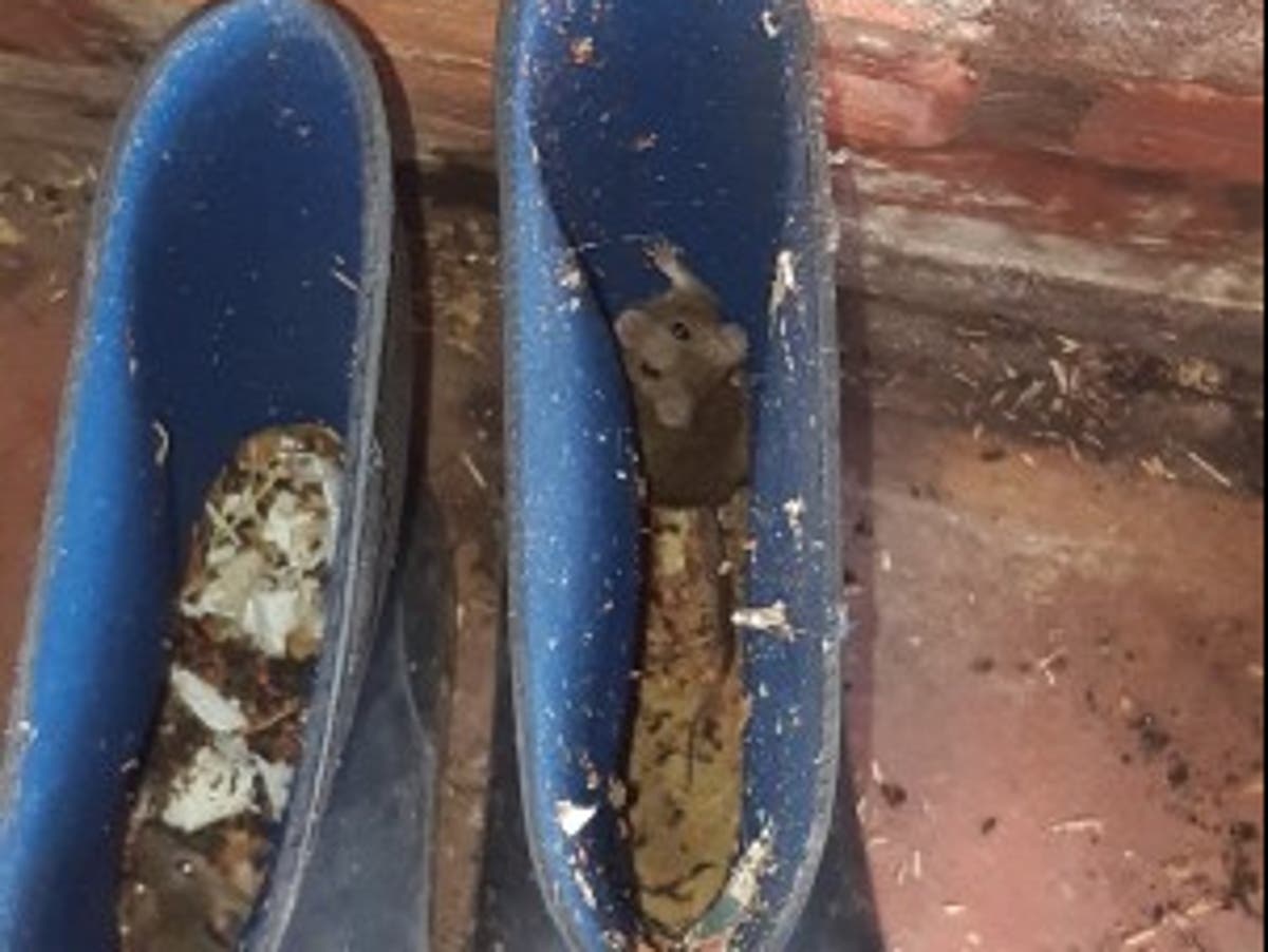 Vegan who said tackling mouse infestation was ‘against ethical beliefs ...