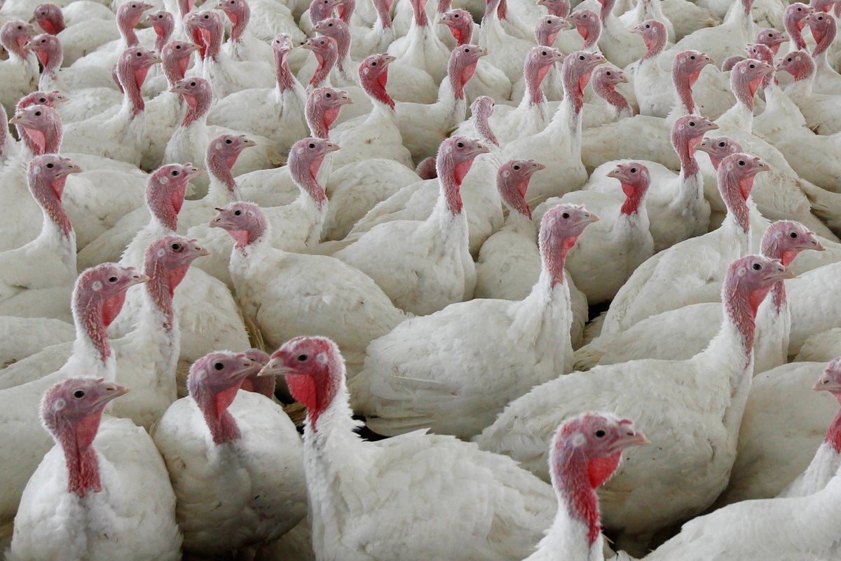 Fighting food poisoning: Sweeping poultry changes proposed | The ...