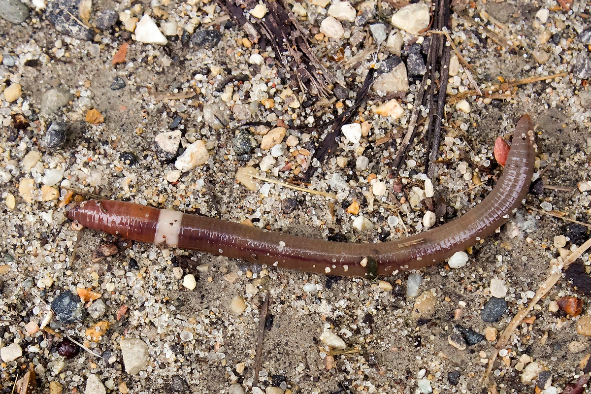 The next invasive garden threat? A slithering, jumping worm | The ...