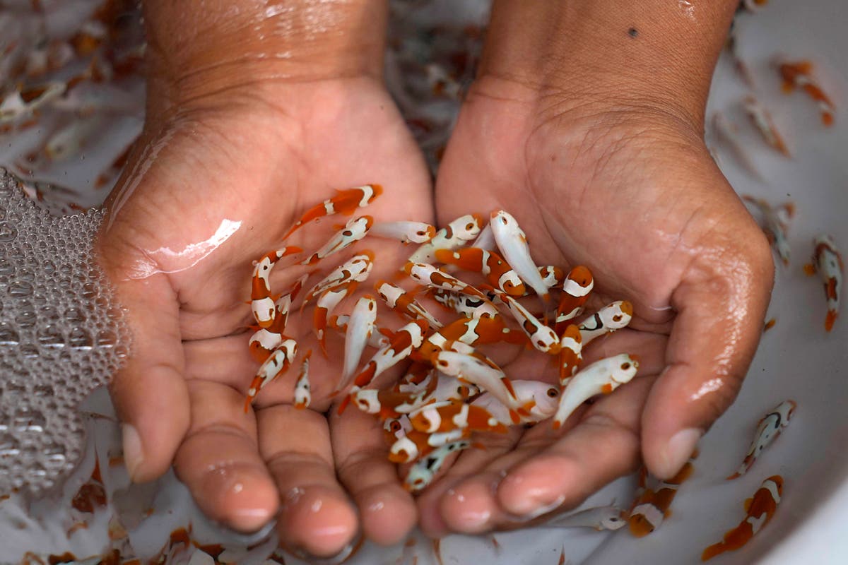 Mysterious breeding habits of aquarium fish vex experts | The Independent