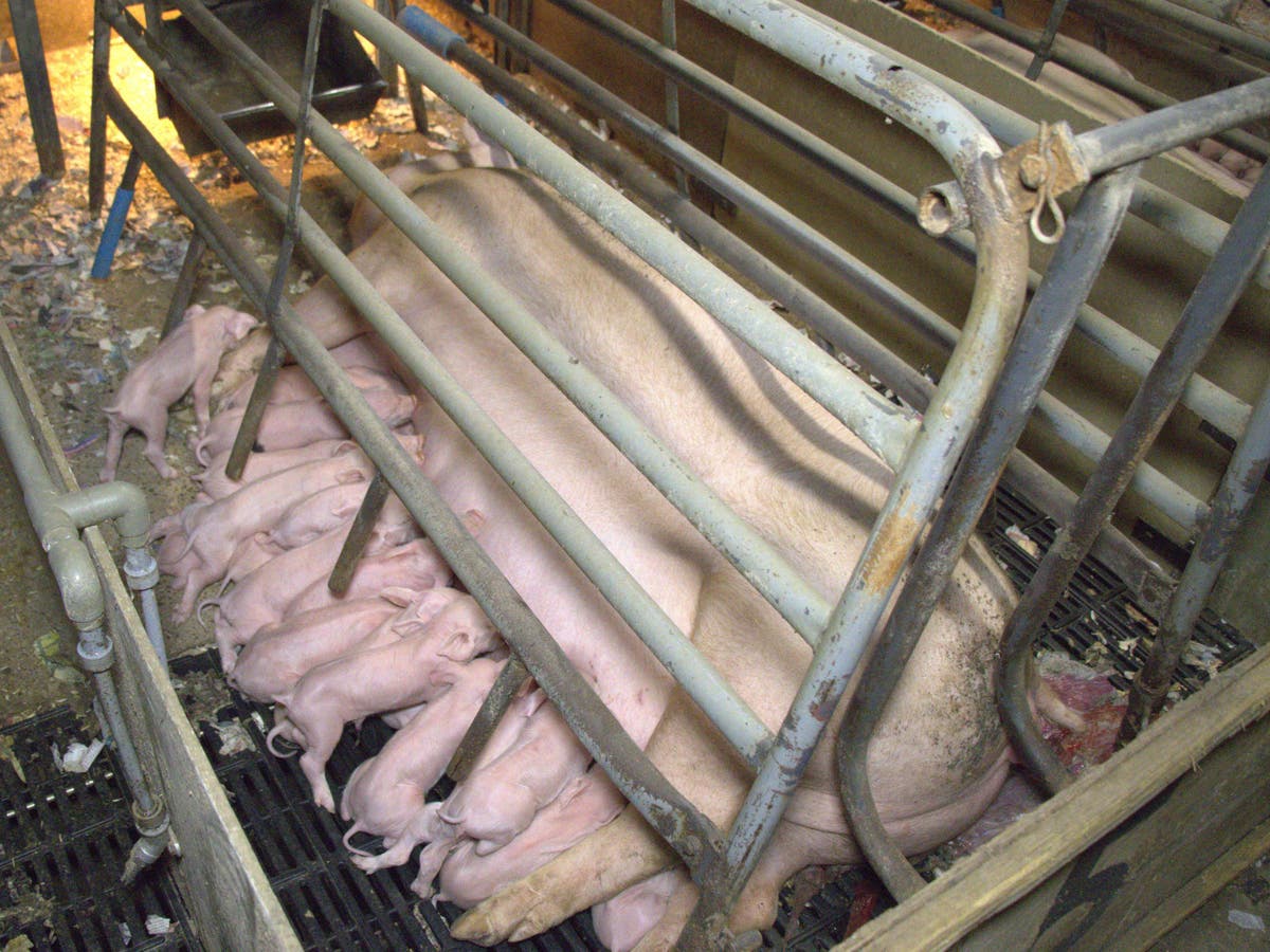 Shocking farm footage shows piglets with cut tails and mothers crammed ...