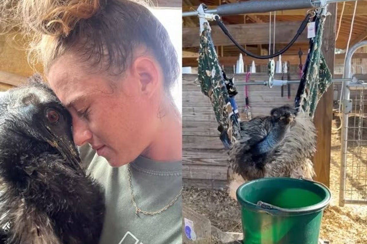 Emmanuel Todd Lopez the emu never had avian flu – he was stressed | The ...