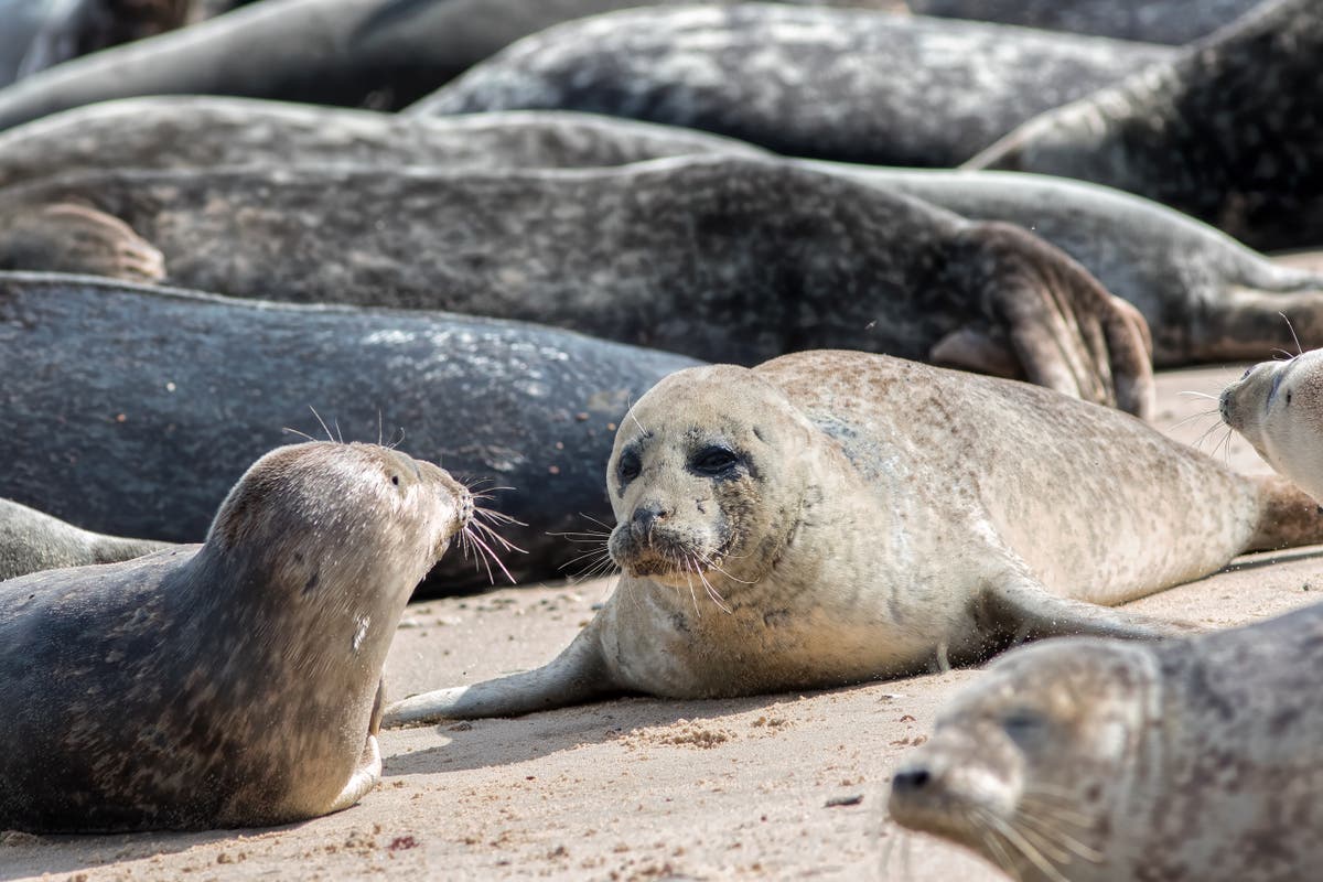Synchronised swimmers: Seals have a sense of rhythm, scientists learn ...