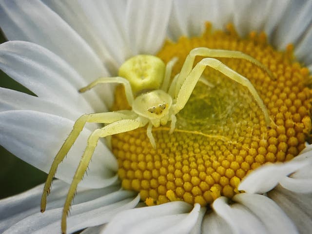 Scary creepy-crawlies: Photographers capture spiders up close | The ...