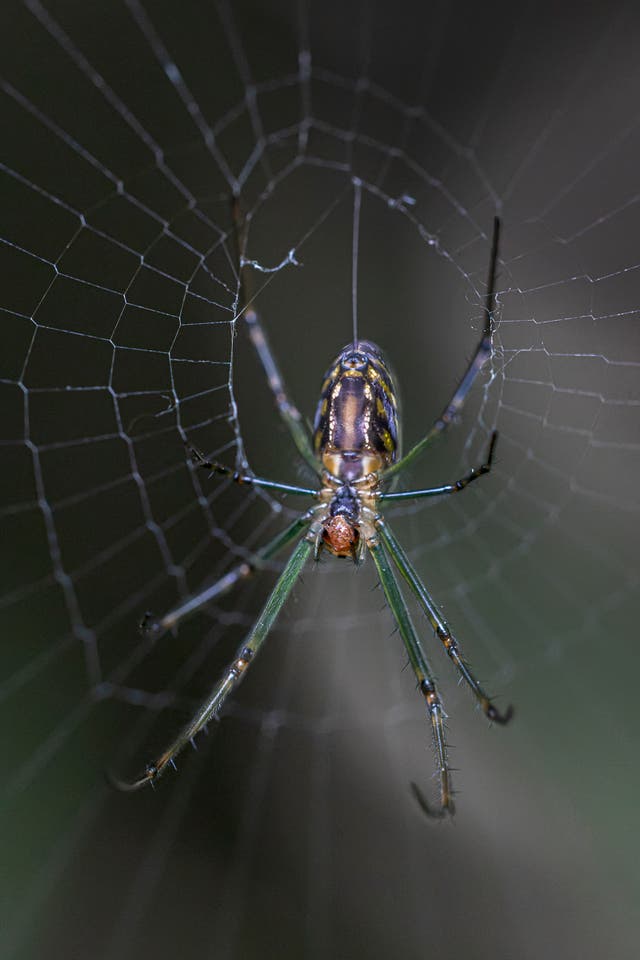 Scary creepy-crawlies: Photographers capture spiders up close | The ...
