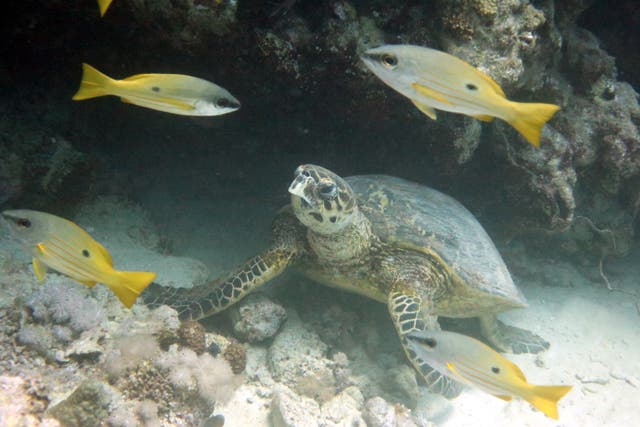 The Red Sea: a changing tide | The Independent