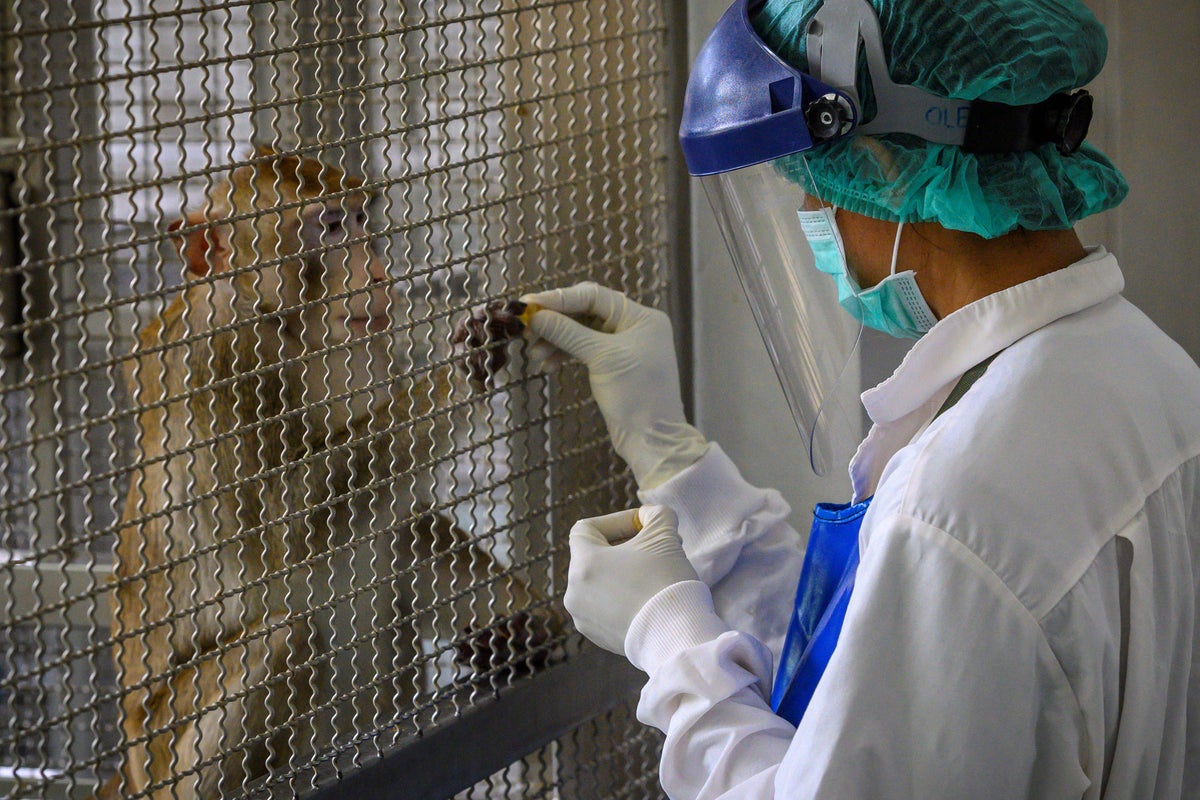 Primate died in UK animal-experiments laboratory after becoming trapped ...