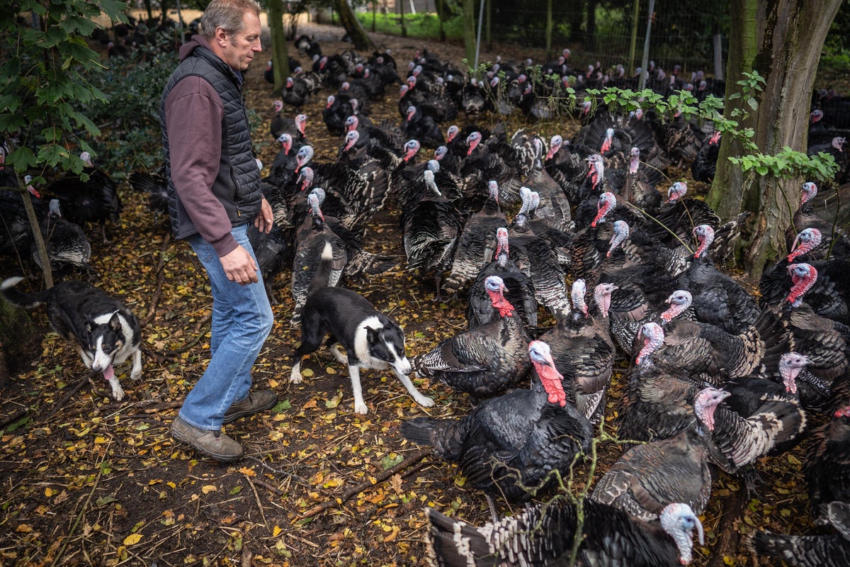 Bird flu forces farmer to cull 10,000 Christmas turkeys | The Independent