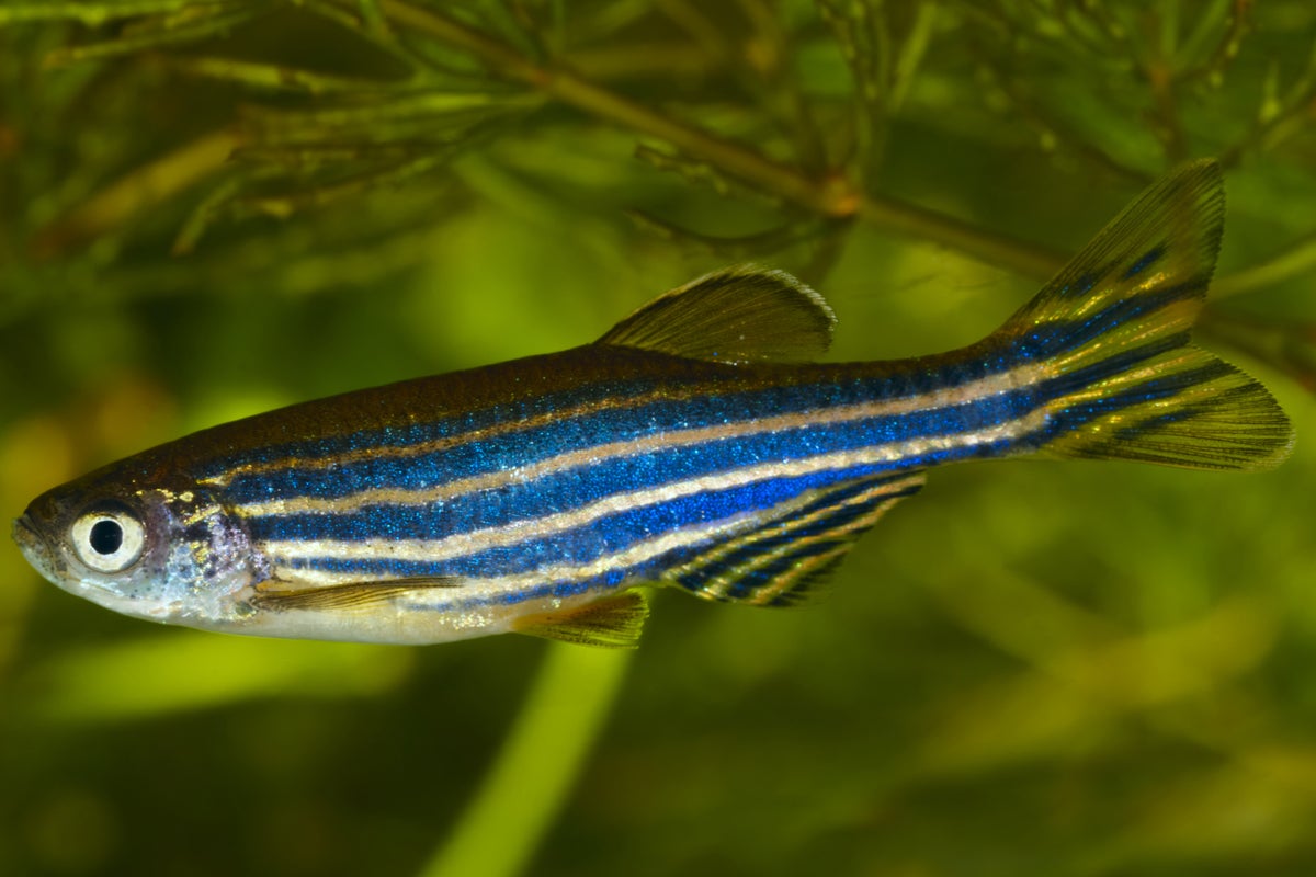 Why do fish look down when they swim? Now we know | The Independent