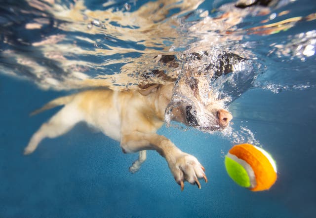 Making a splash: Dogs diving into their very own underwater photoshoot ...