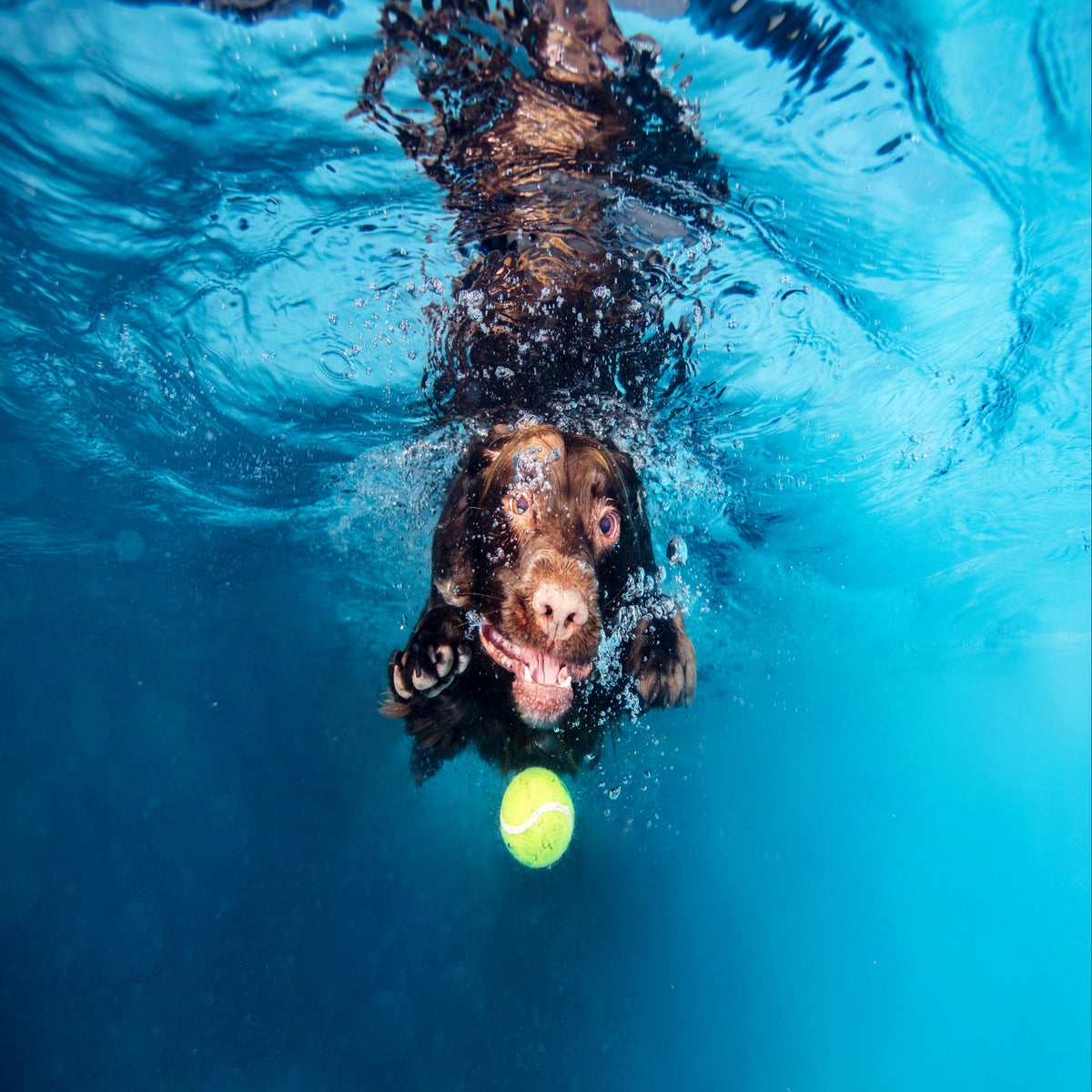 Dogs Swimming Underwater