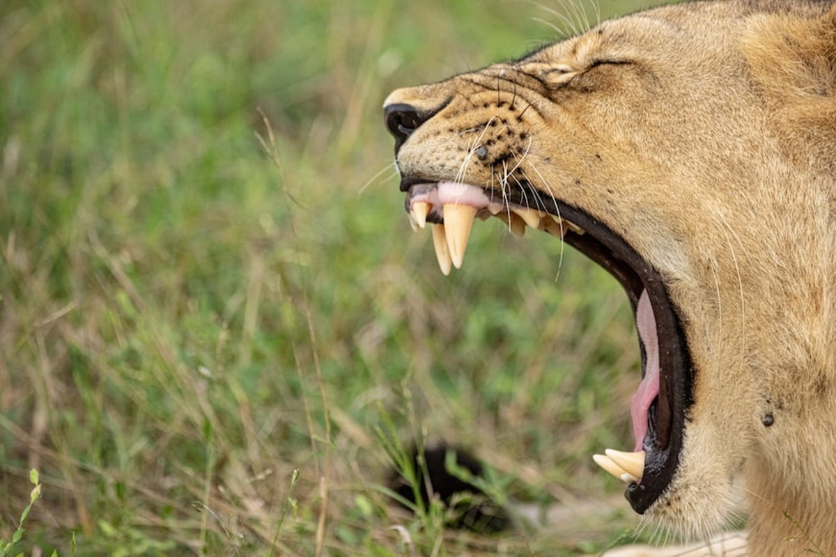 Human activity threatens Zimbabwe’s wetlands | The Independent