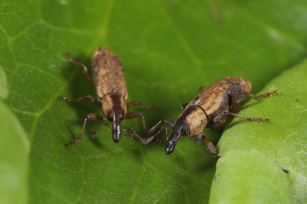 Specialist weevils deployed in Yorkshire waterways to tackle invasive ...