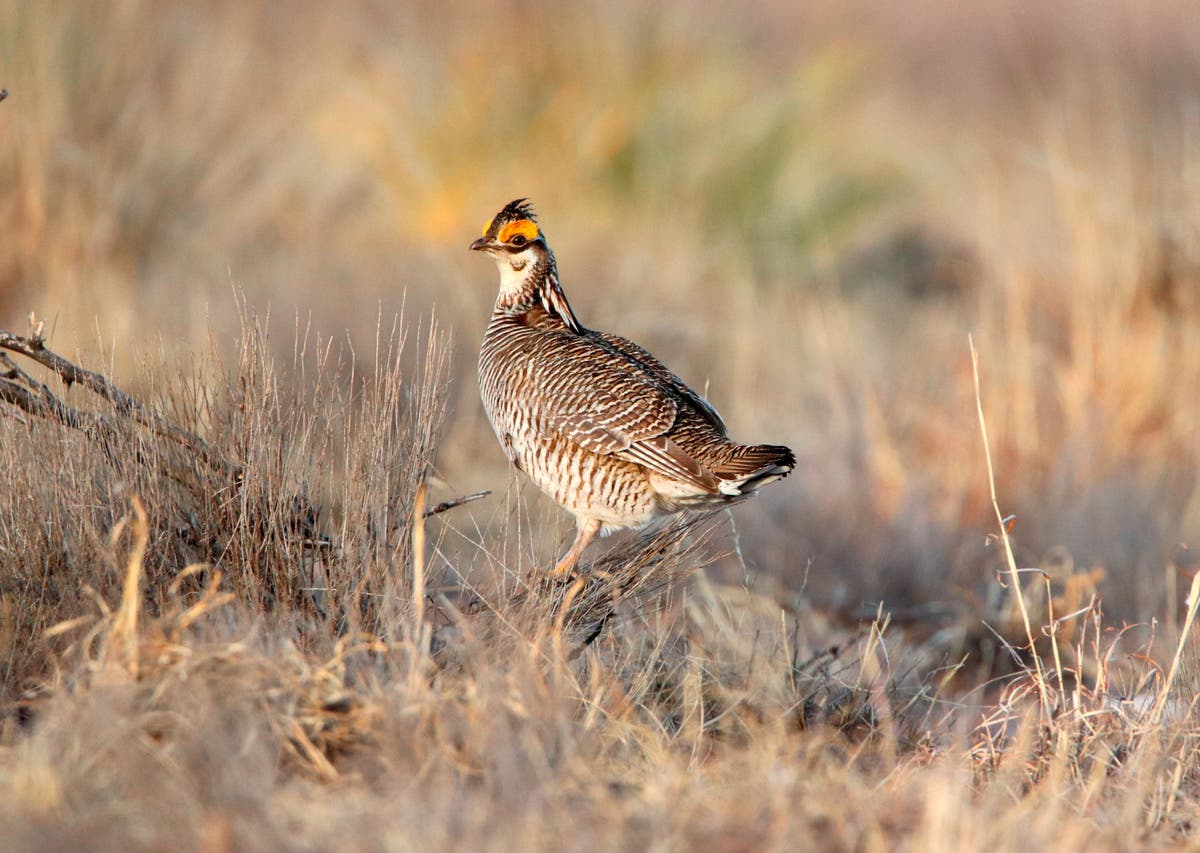 US gives protections to rare Midwest bird as prairie suffers | The ...