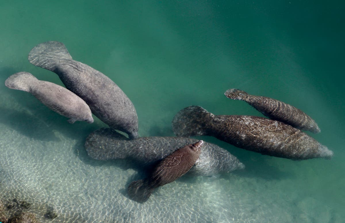 Endangered status sought for manatees as hundreds starve | The Independent