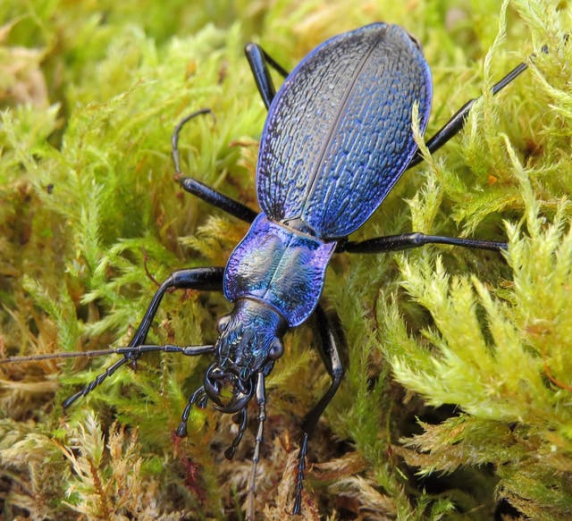 UK’s largest and rarest beetle thought to be extinct found on Dartmoor ...