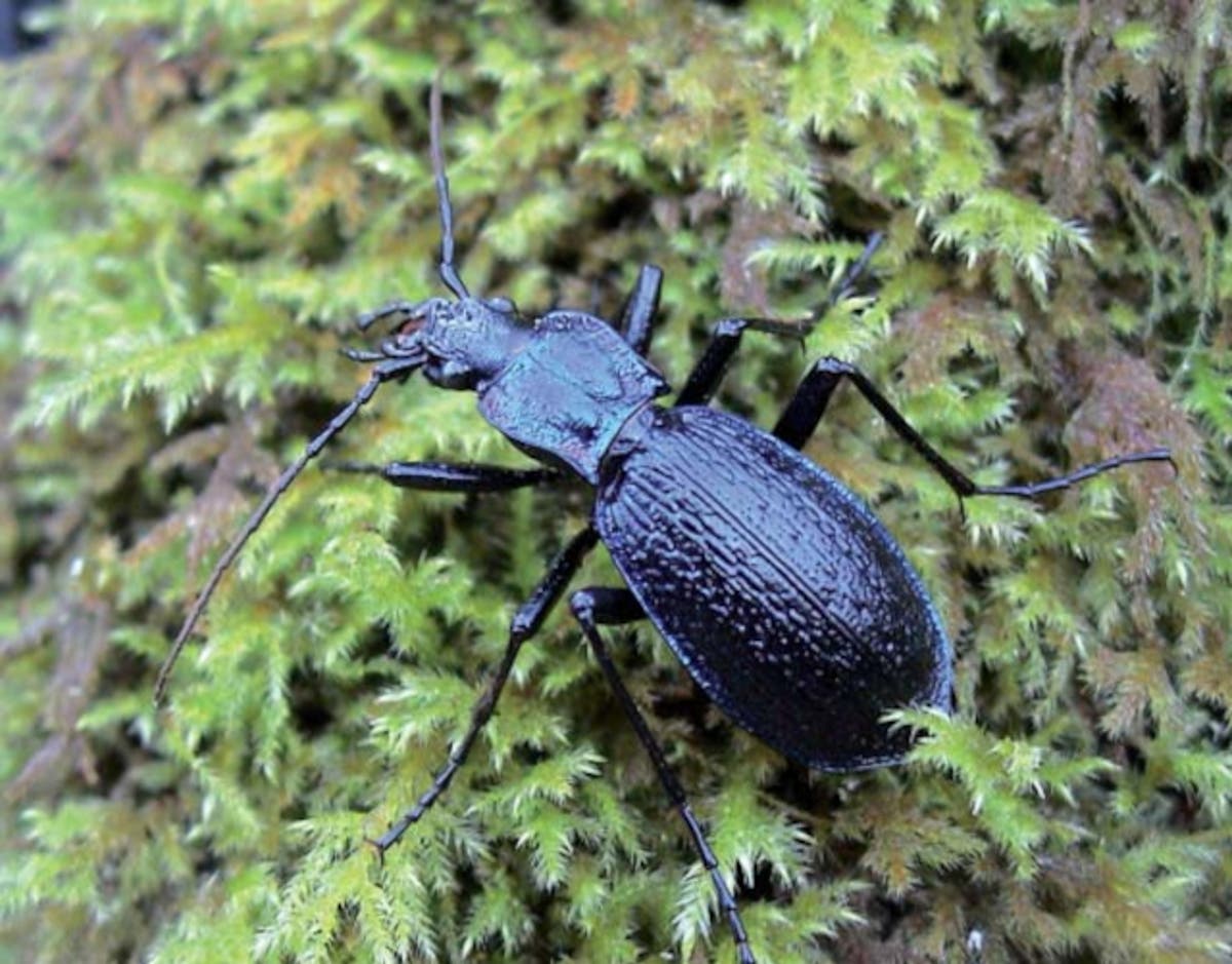 UK’s largest and rarest beetle thought to be extinct found on Dartmoor ...