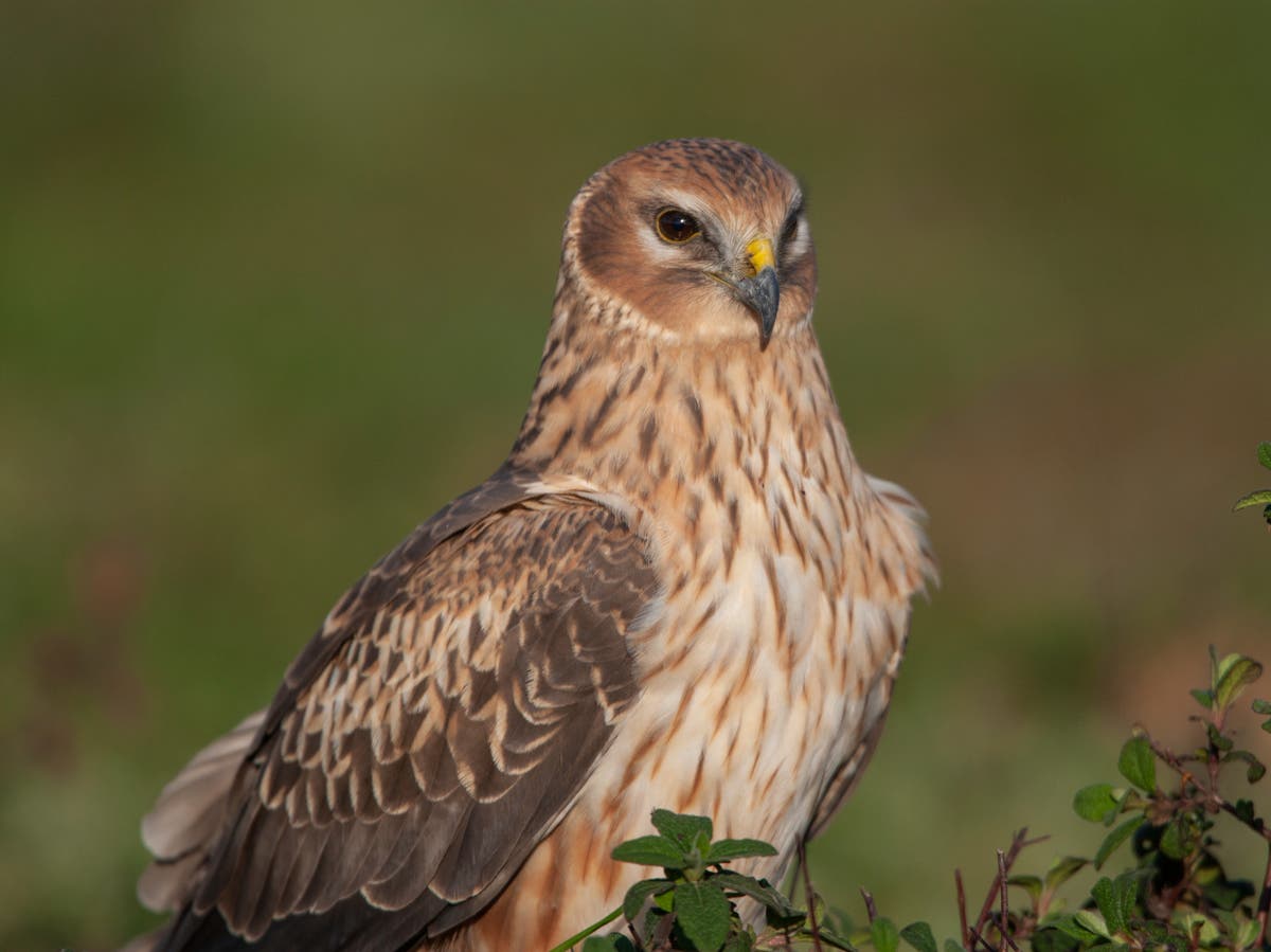 Endangered hen harriers to be bred in captivity for first time and ...