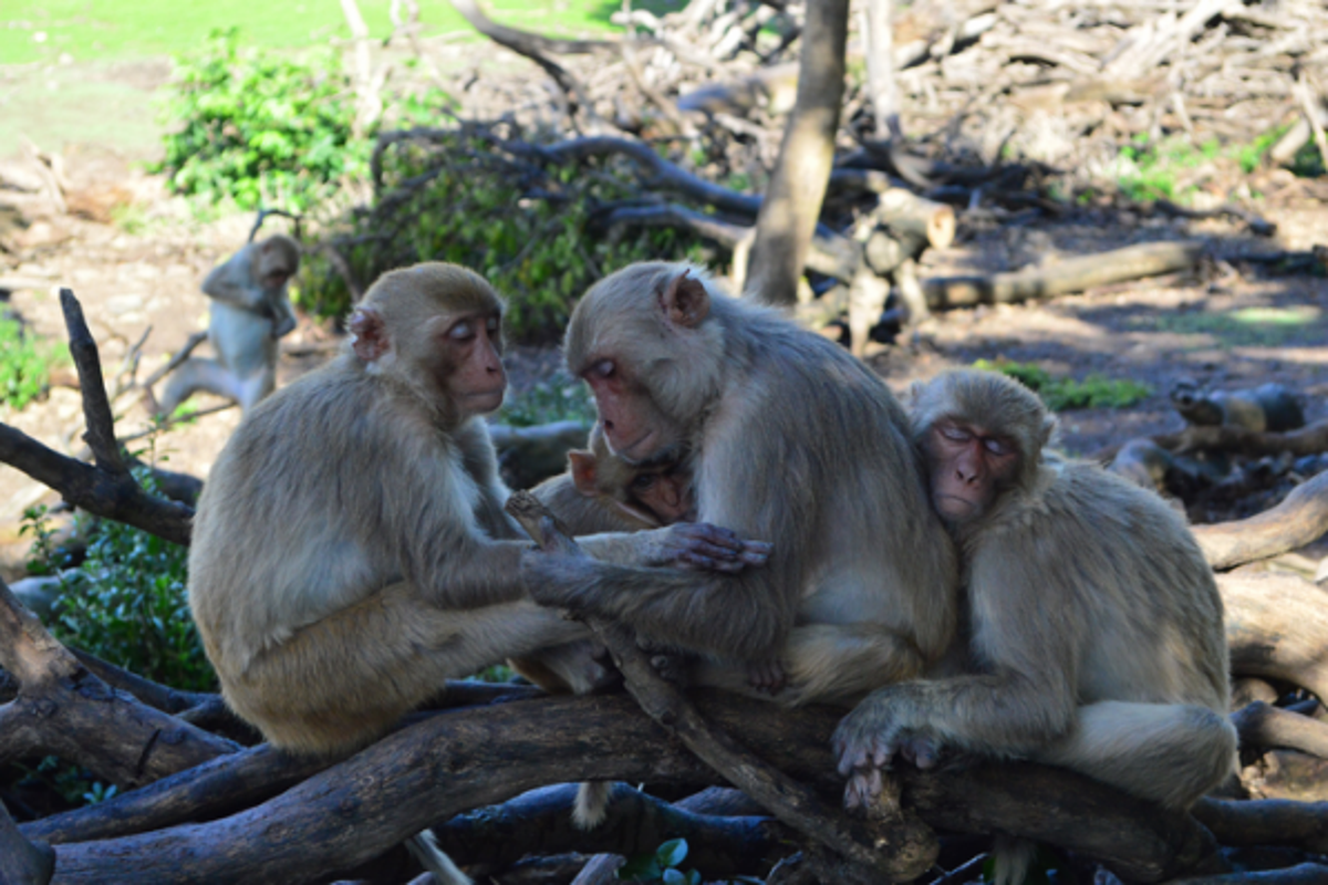 Female monkeys prioritise friends and ‘actively reduce’ social circle ...