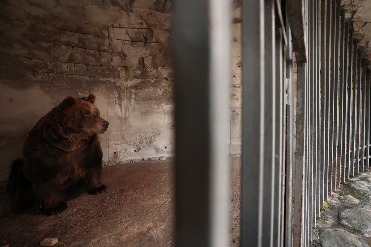Albania's last captive bear rescued to Austrian sanctuary | The Independent