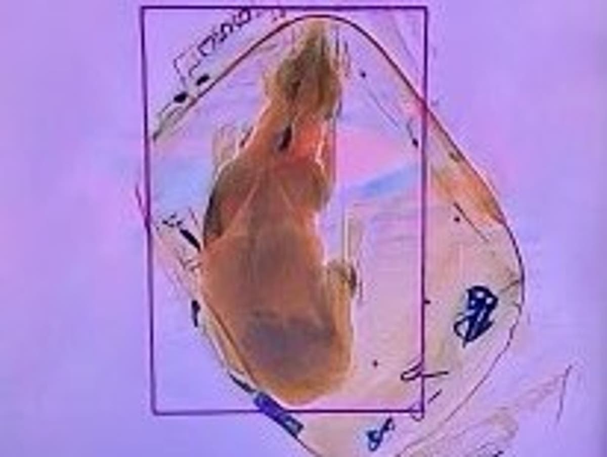 A Dog Was Accidentally Sent Through Airport Security X ray TSA Says A Dog Was Accidentally Sent Through Airport Security X ray TSA Says
