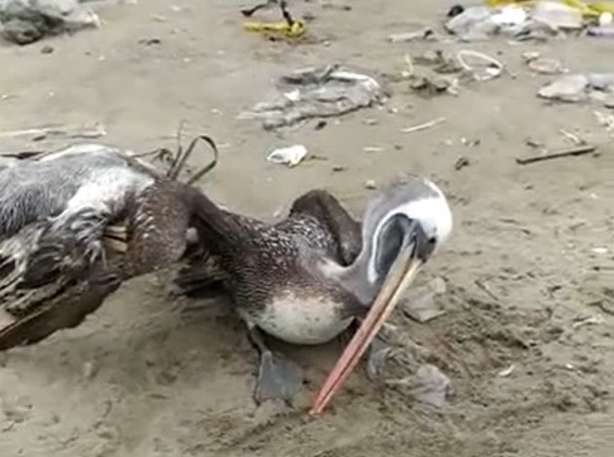 Beaches become mass graves as bird flu decimates Pelicans in Peru | The ...