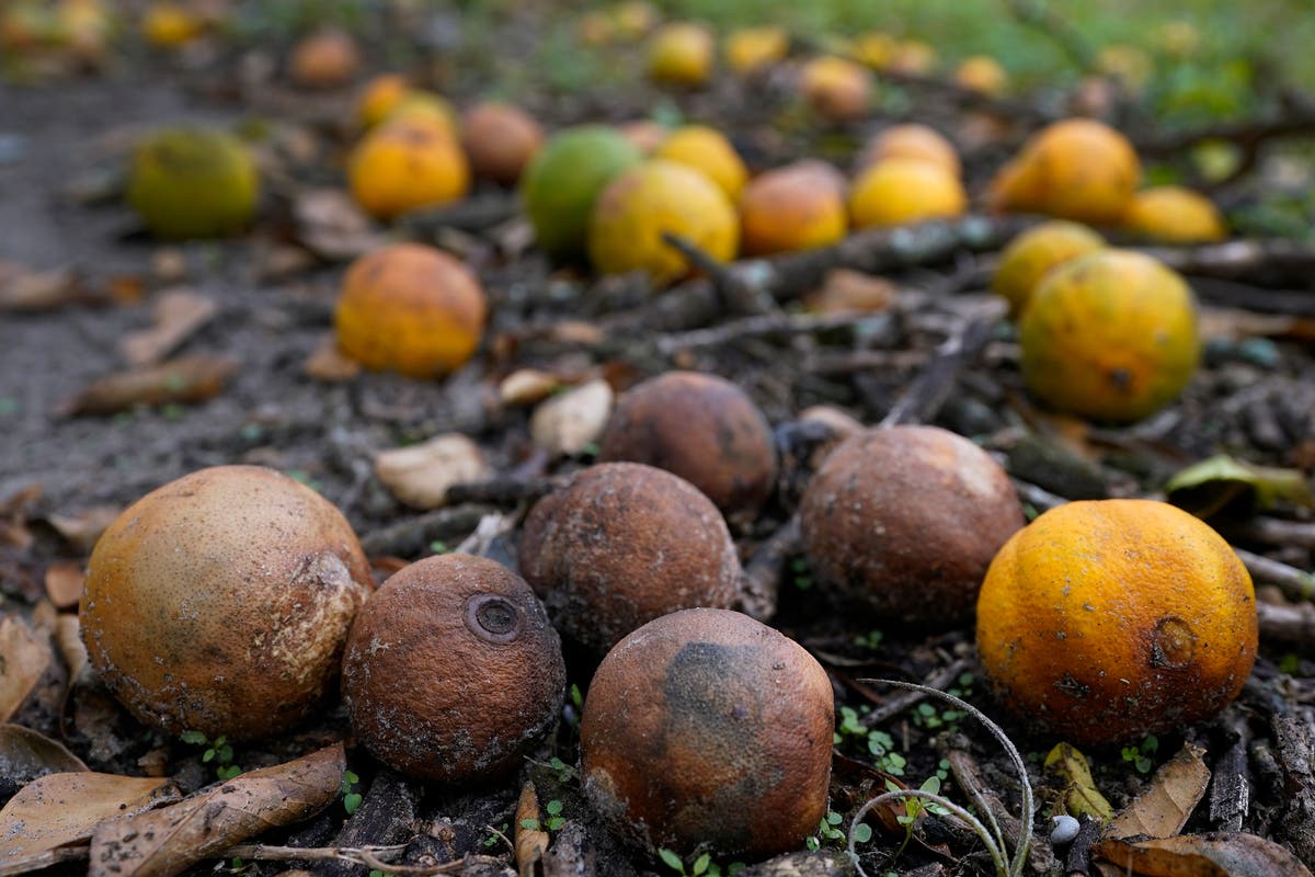 USDA: Florida orange crop down 36% after twin hurricanes | The Independent