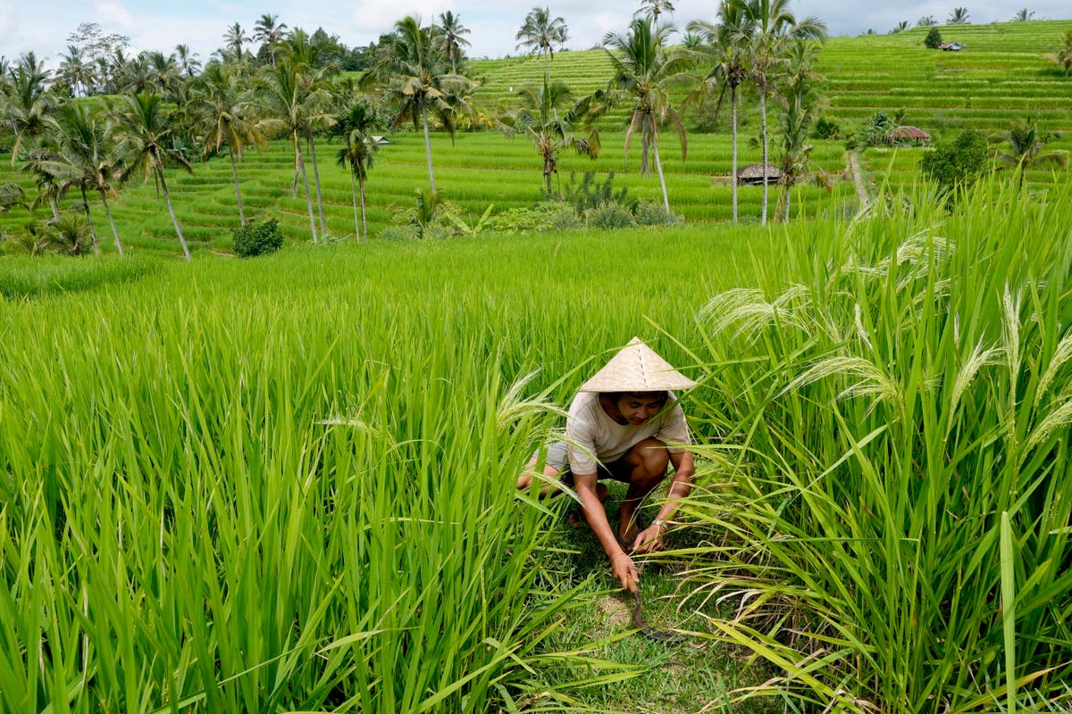 Bali's water crisis threatens local culture, UNESCO sites | The Independent