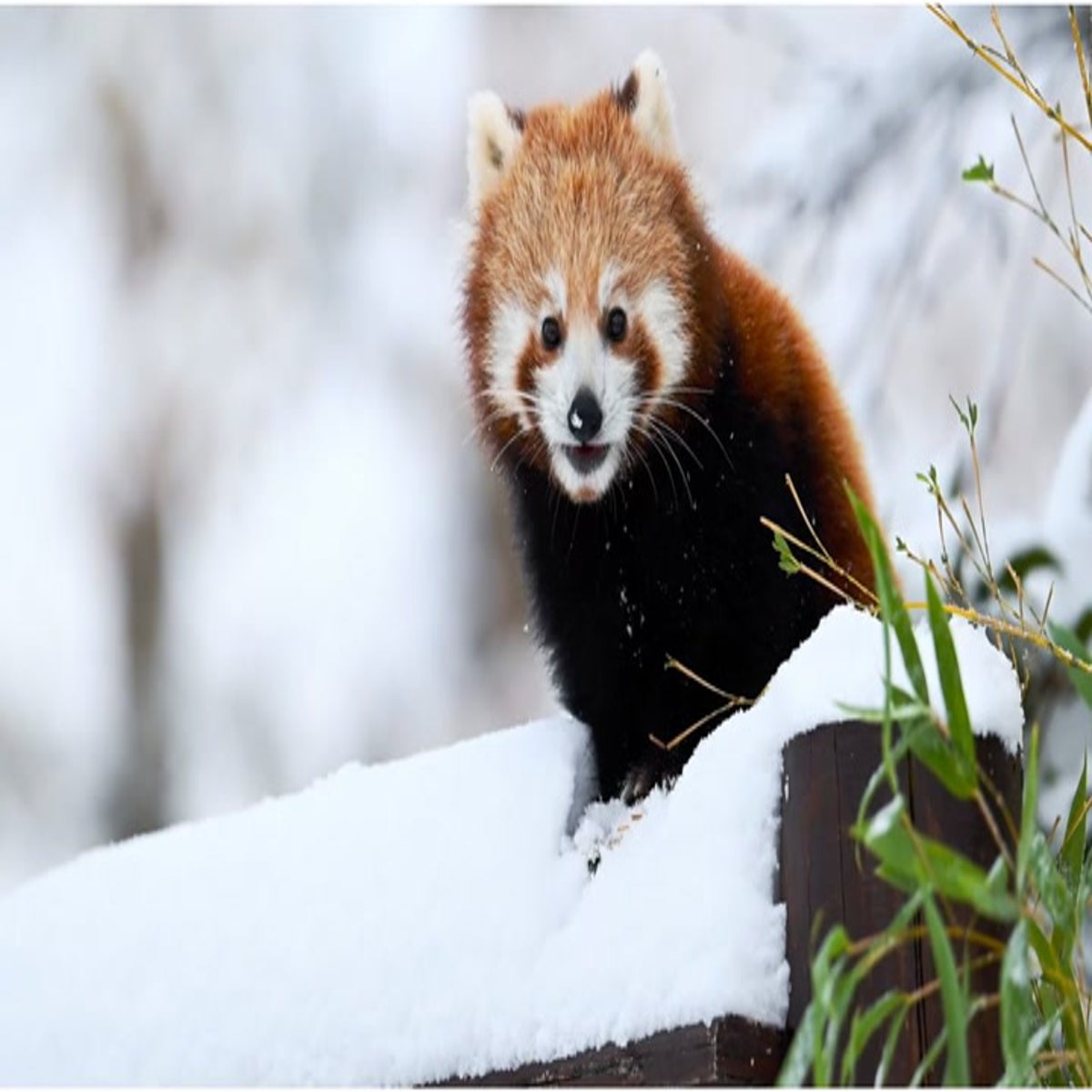 Baby Red Panda Snow