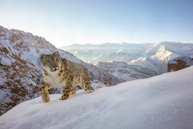 Rare snow leopard attack at China’s Xinjiang ski destination leaves ...
