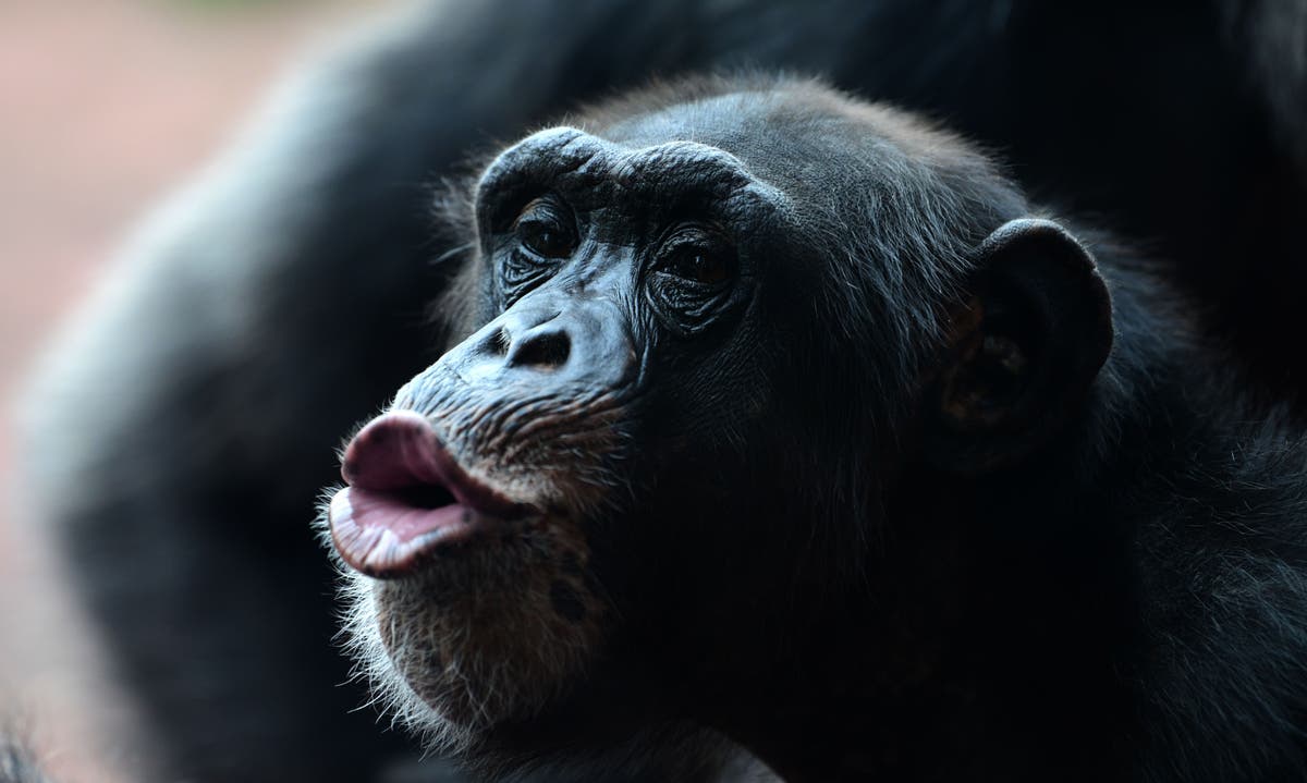 Four chimpanzees euthanised after escape from Swedish zoo | The Independent