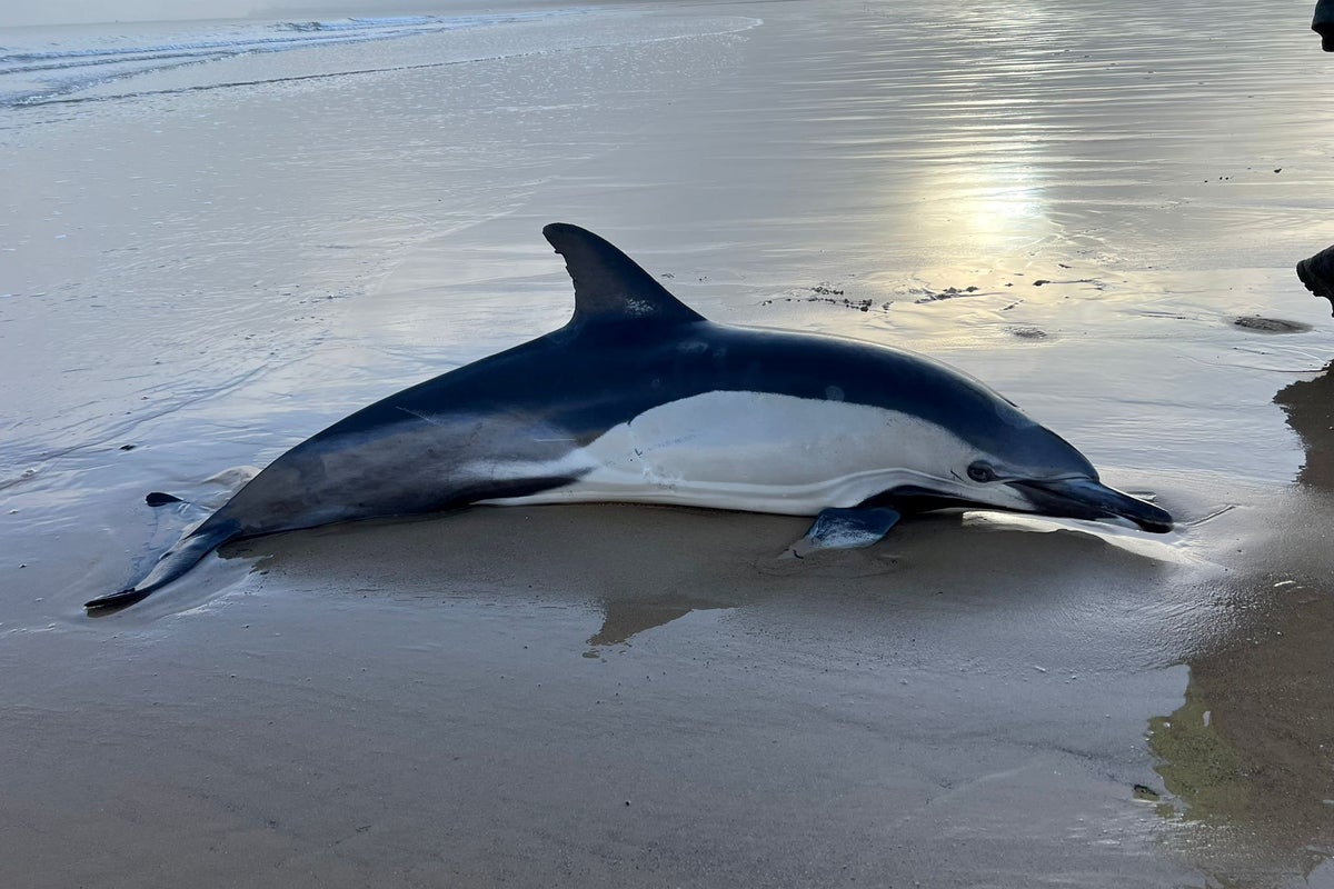 Alzheimer’s disease: Stranded dolphins may suffer brain damage similar ...