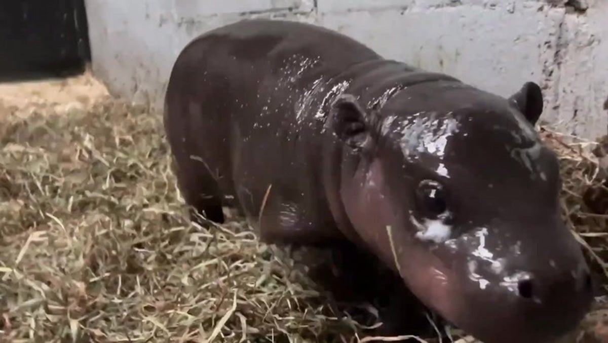 Pygmy Hippo Full Grown