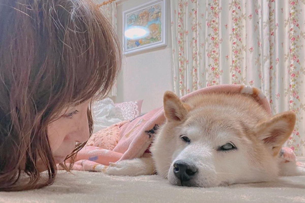 Famed Shiba Inu dog who inspired ‘doge’ meme is critically ill with ...