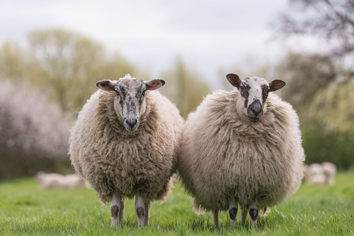 Farmers burn wool in protest over low prices in Britain | The Independent